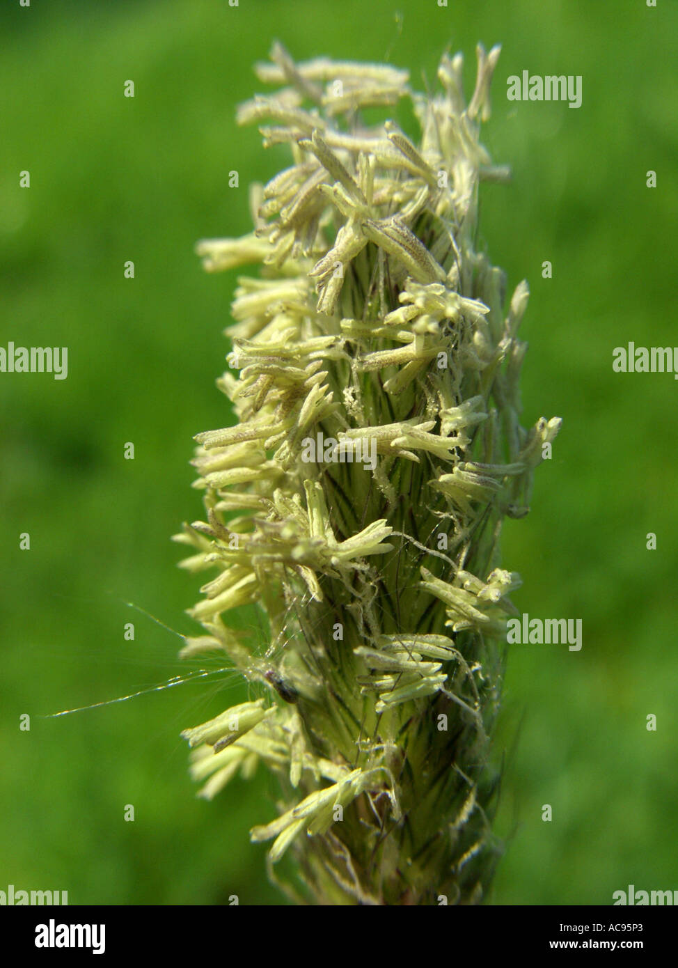Grass anthers hi-res stock photography and images - Alamy