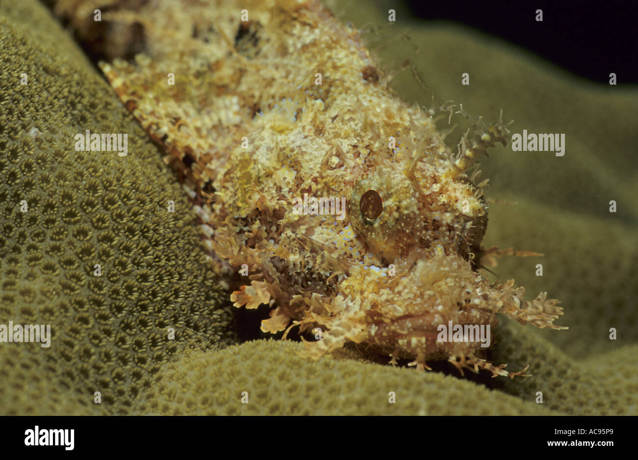tassled scorpionfish, smallscale scorpionfish, flathead scorpionfish ...
