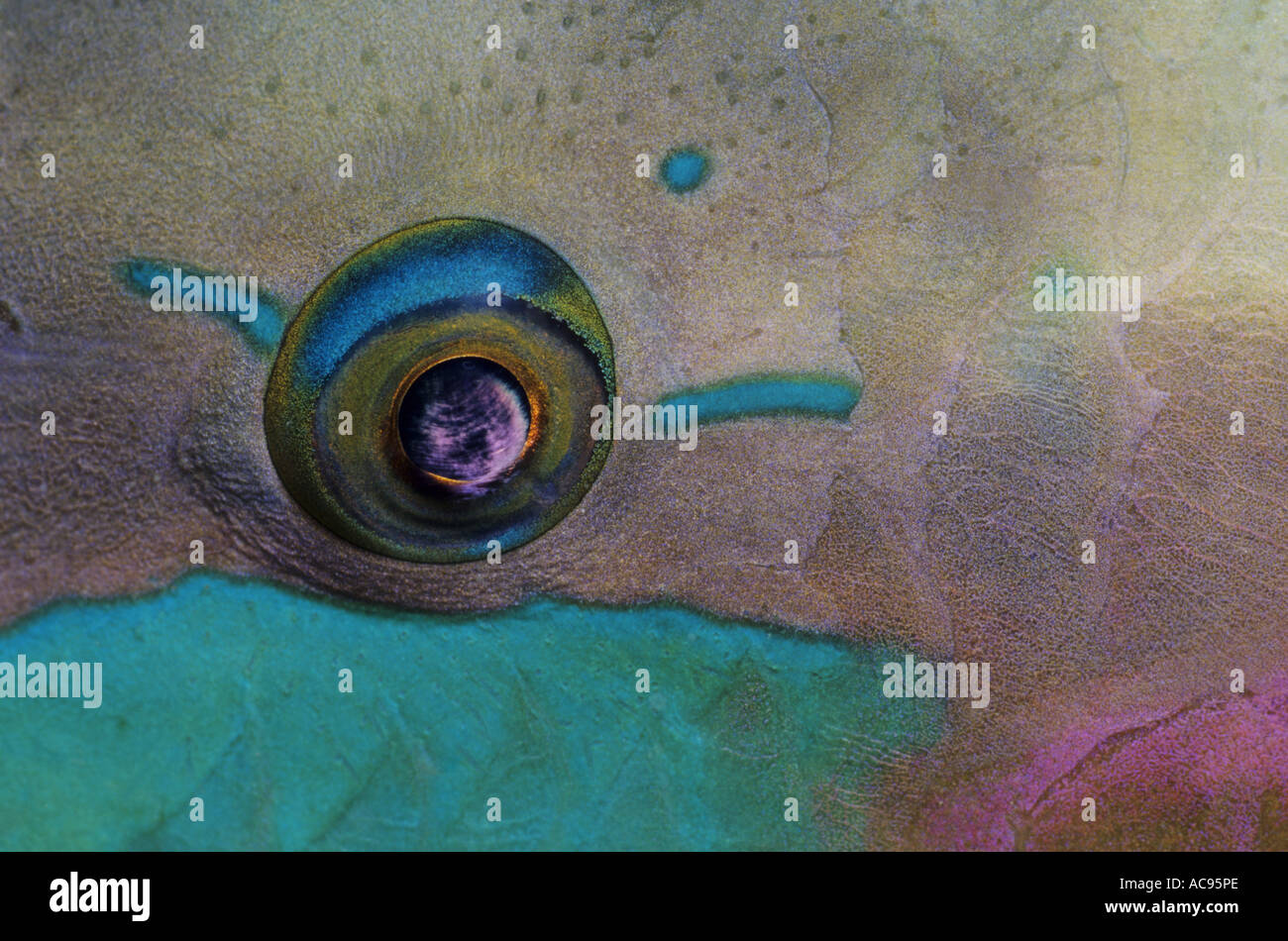 parrotfishes (Scaridae, Callyodontidae), eye, Indonesia Stock Photo - Alamy