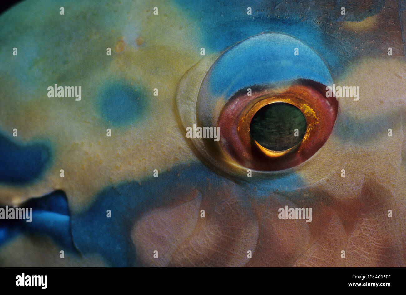 Parrotfishes hi-res stock photography and images - Alamy