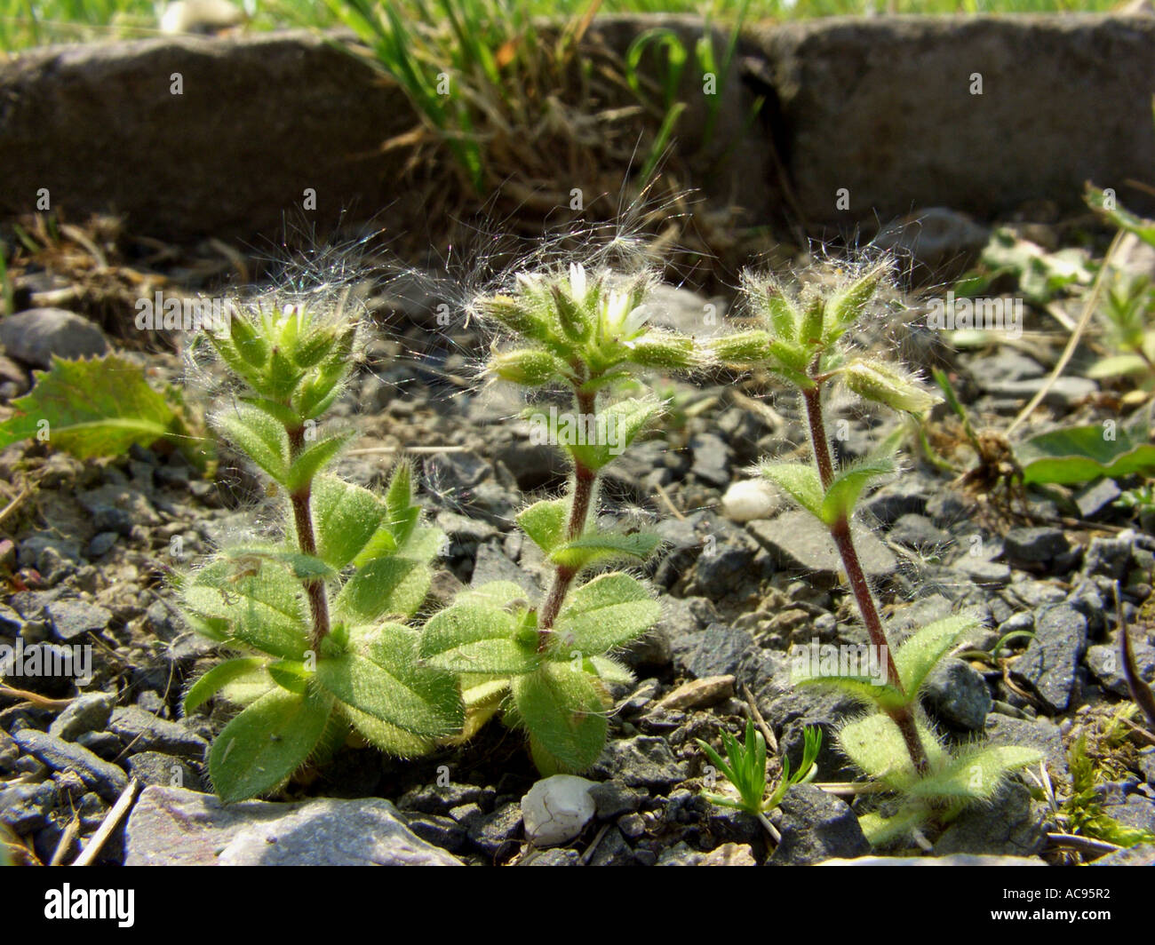 mouse-ear chickweed, sticky mouse-ear (Cerastium glomeratum), plants on ...