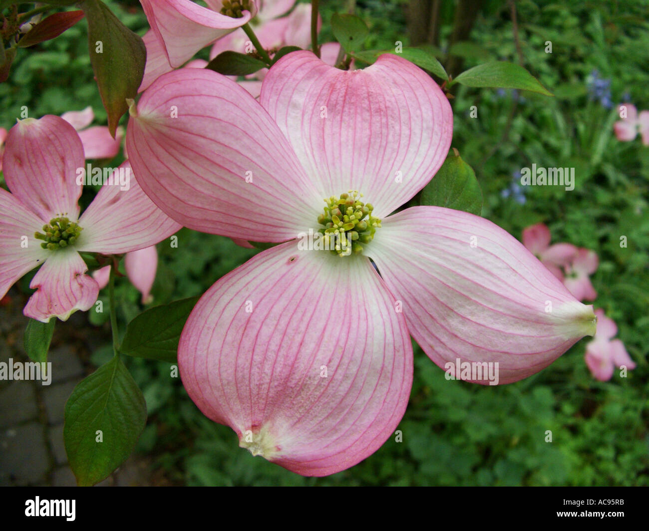 flowering dogwood, American boxwood (Cornus florida), cv. Rubra ...