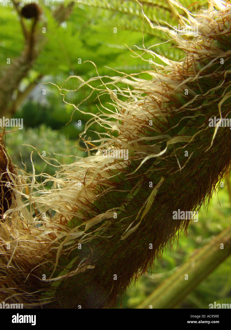 Long petiole hi-res stock photography and images - Alamy