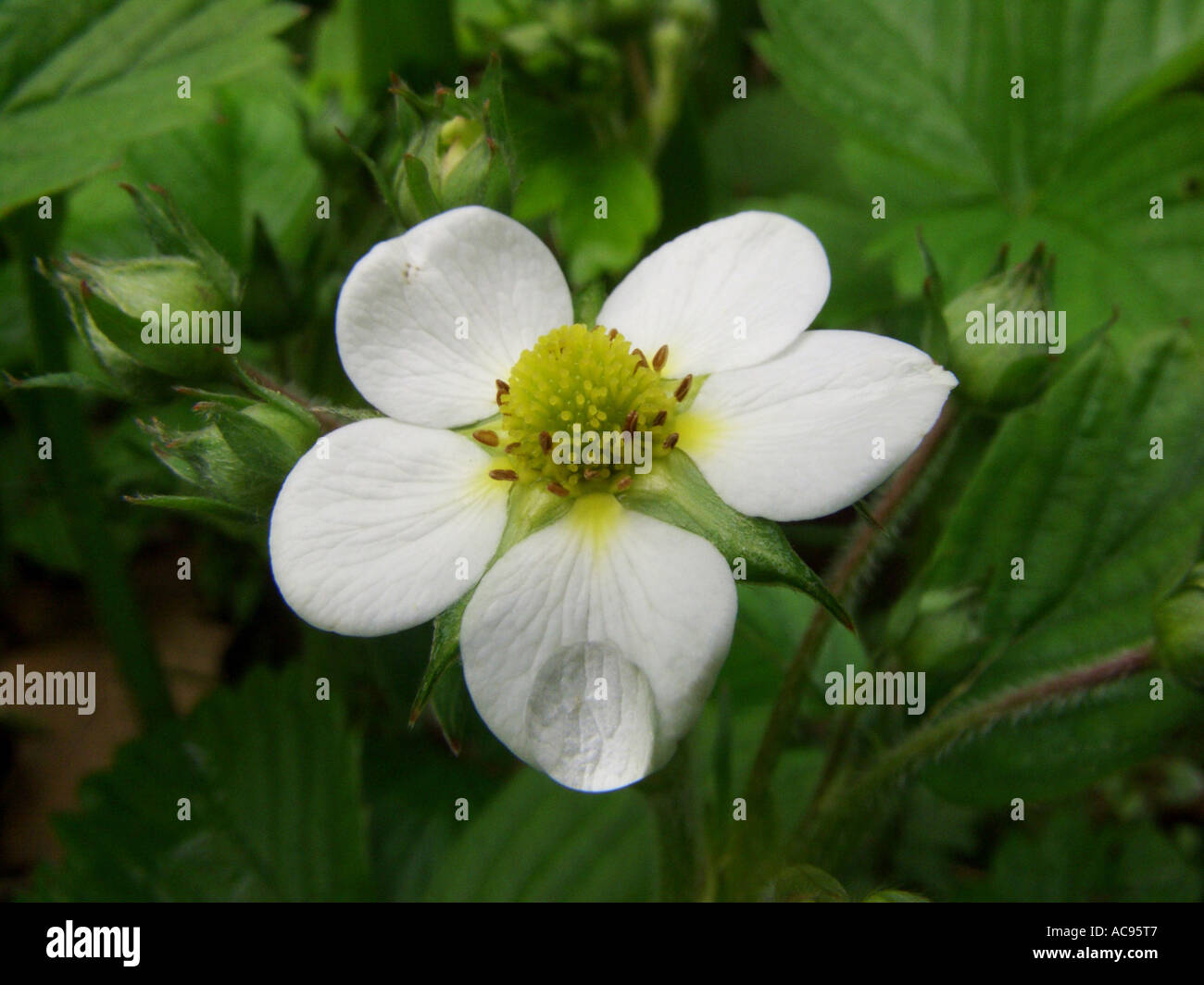 hybrid strawberry, garden strawberry (Fragaria x ananassa (Fragaria ...