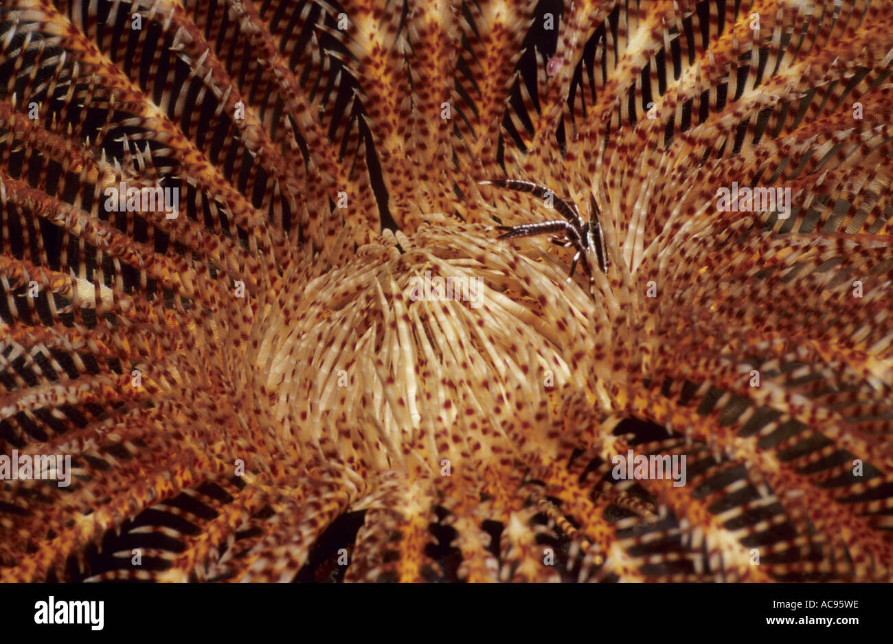 feather stars, comatulids (Comatulida), with crab, Indonesia, Manado ...