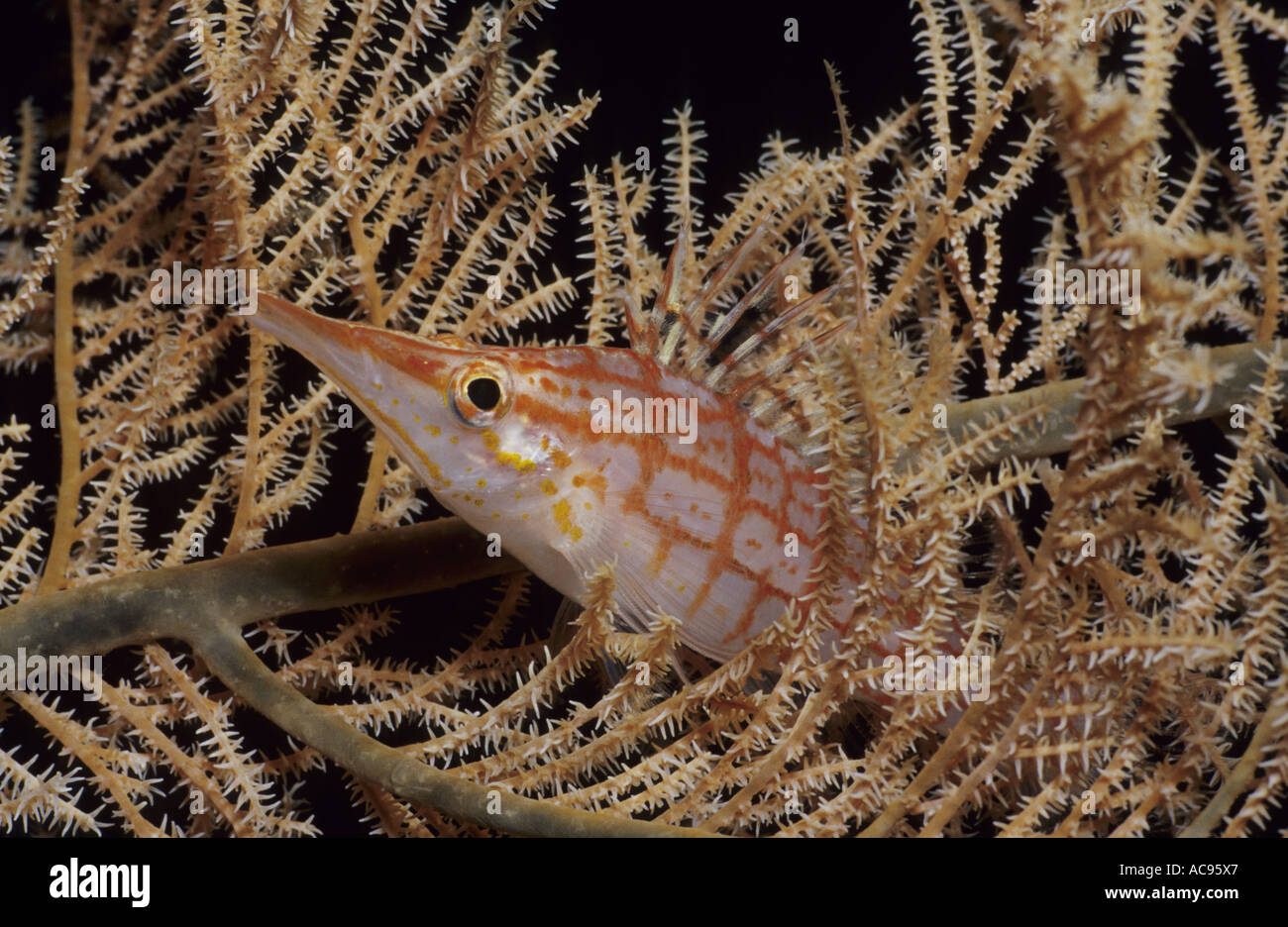 long-nosed hawkfish, longnose hawkfish (Oxycirrhites typus), between ...