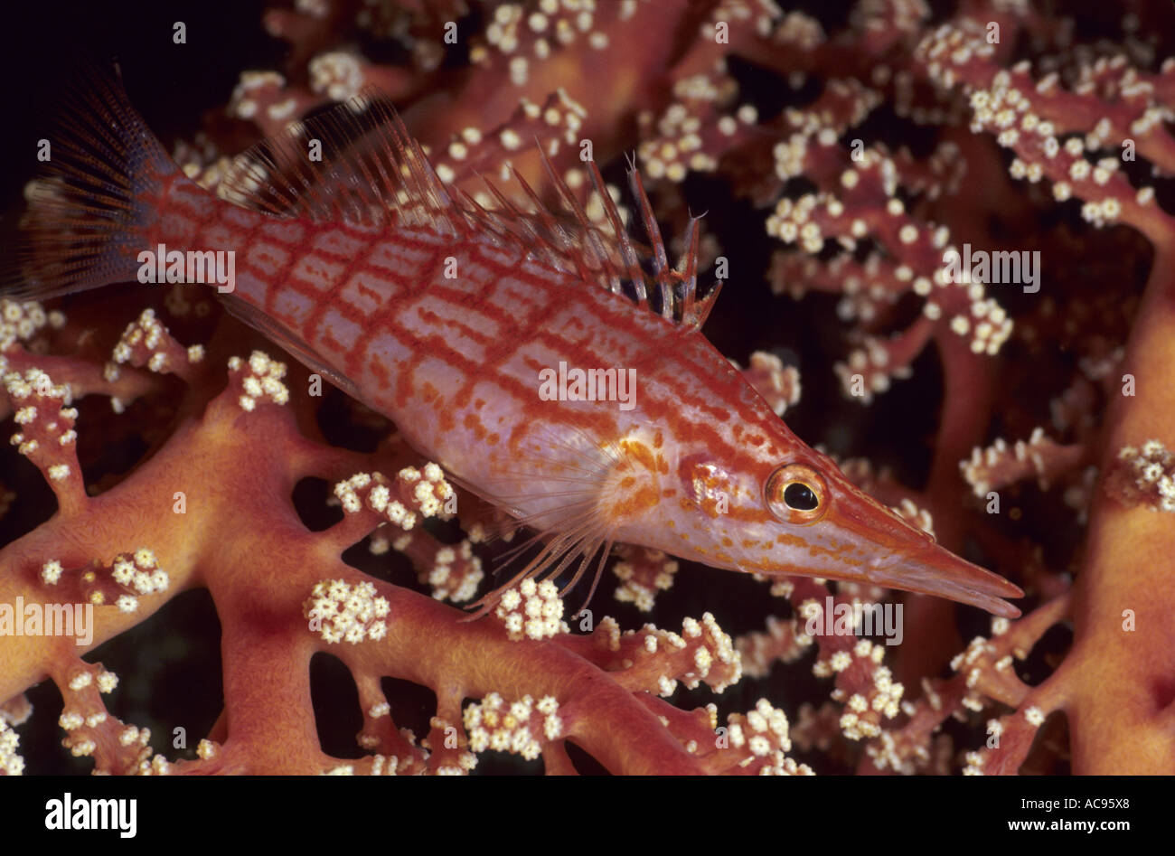 long-nosed hawkfish, longnose hawkfish (Oxycirrhites typus), between ...