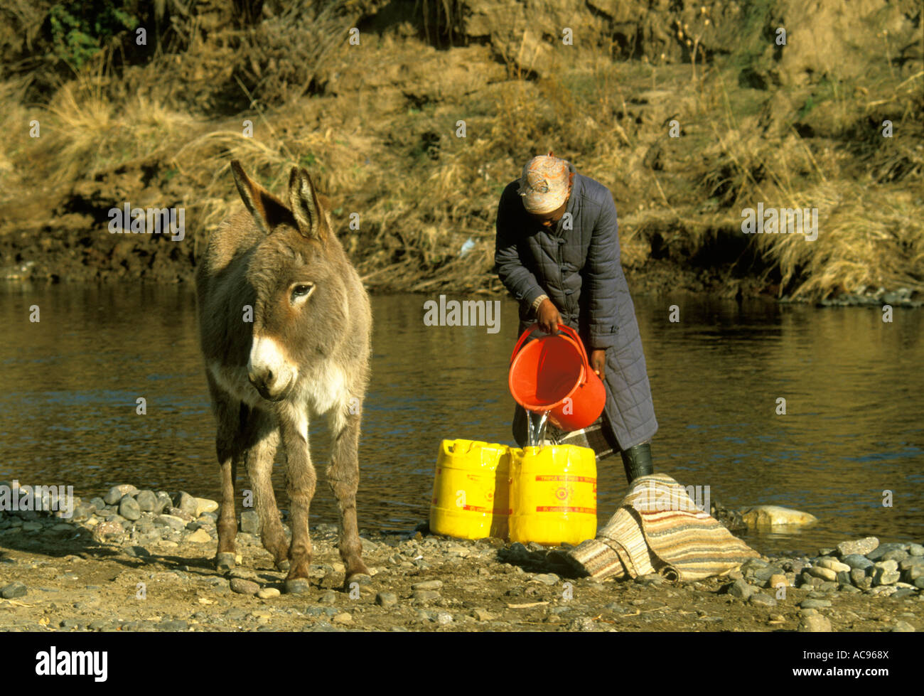 A Woman pouring water from a river into two drums which her donkey will ...