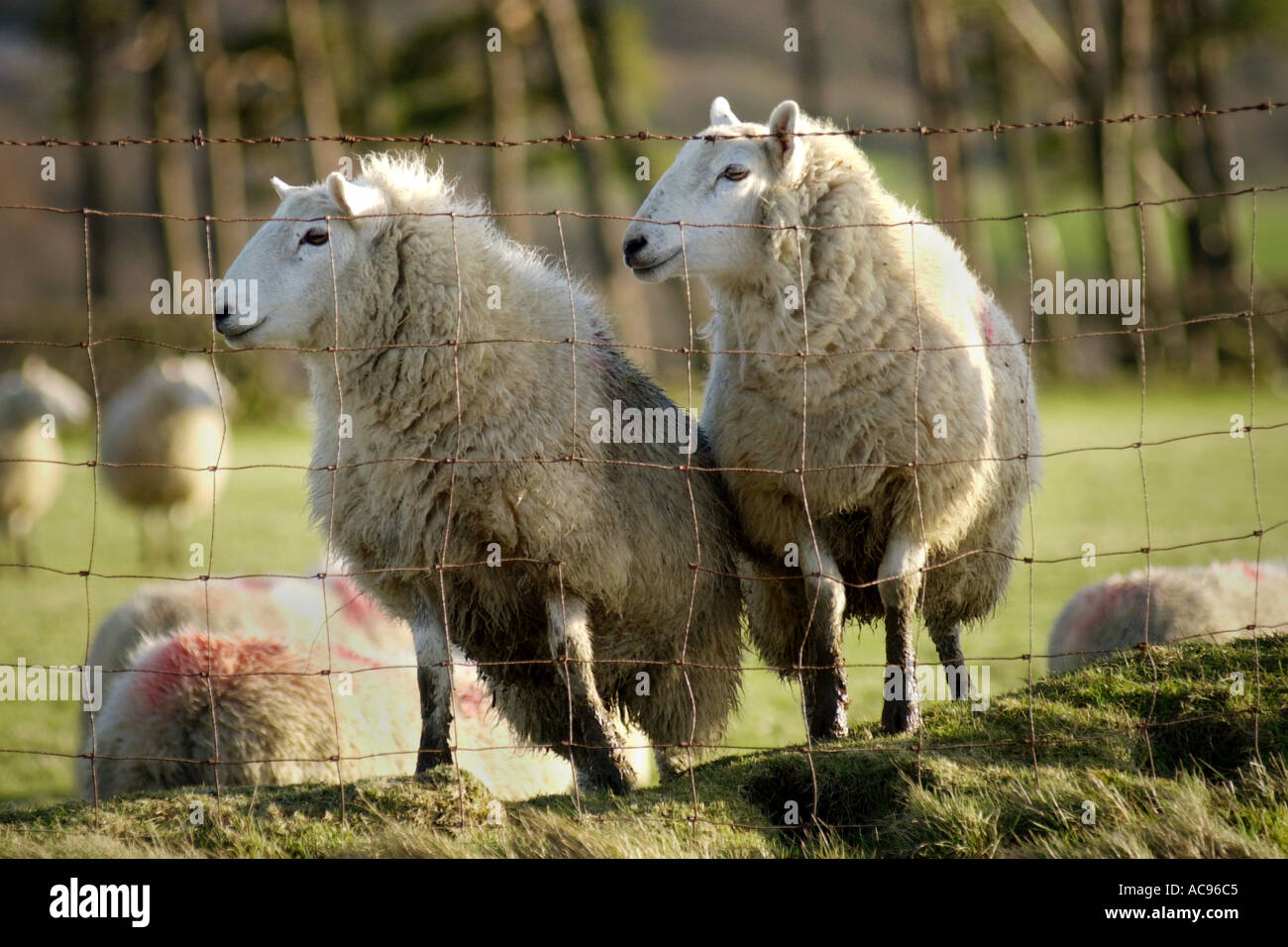 Flock welsh mountain sheep hi-res stock photography and images - Alamy