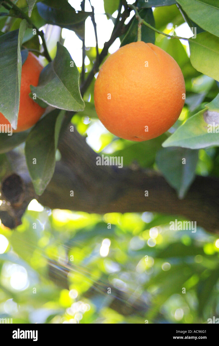 orange (Citrus sinensis), mature fruit, Spain, Majorca Stock Photo - Alamy
