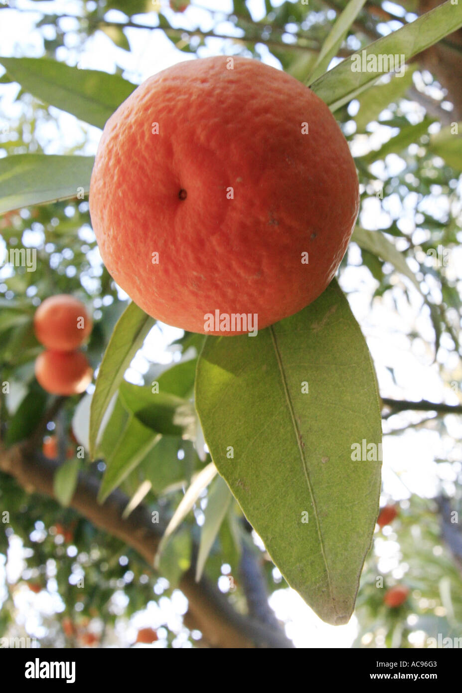 Tangerine citrus trees reticulata hi-res stock photography and images ...