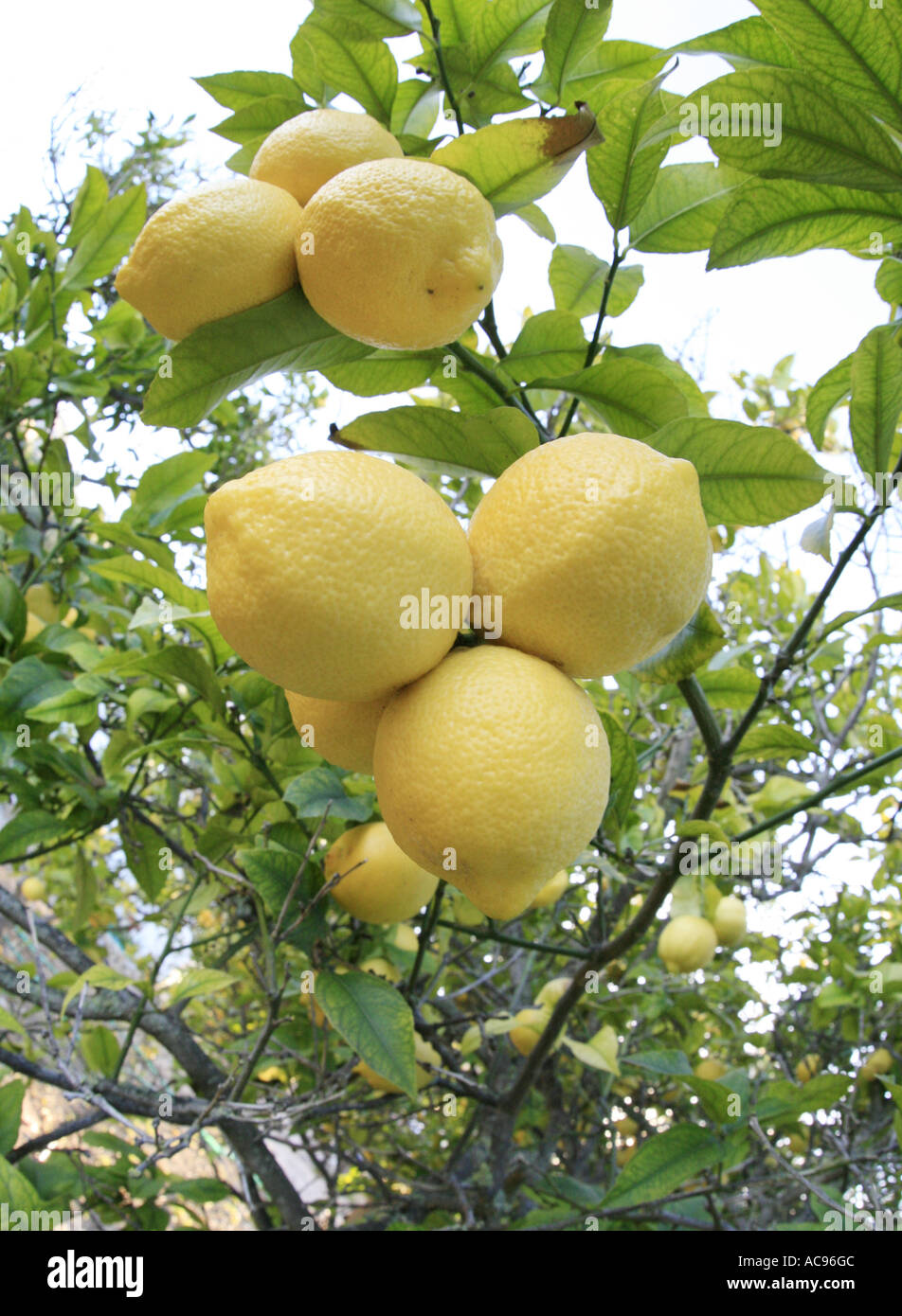 lemon (Citrus limon), mature fruits at tree, Spain, Majorca Stock Photo ...