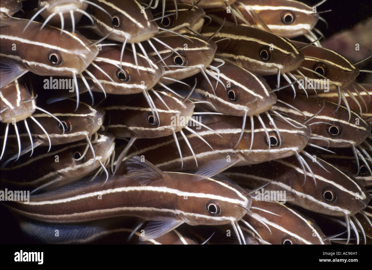 Striped eel catfishes plotosus lineatus hi-res stock photography and ...