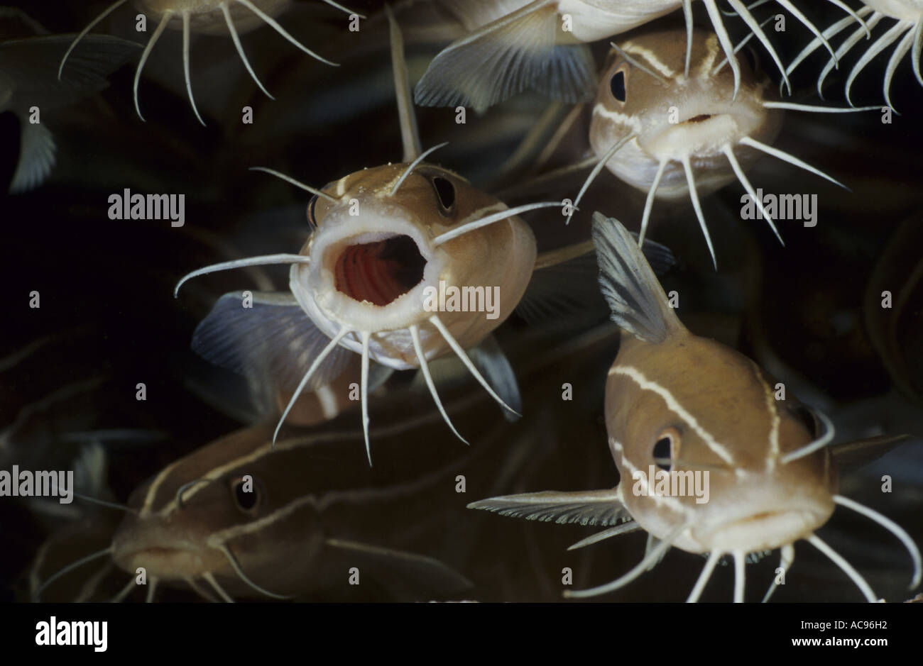 striped catfish, striped eel-catfish (Plotosus lineatus), school ...