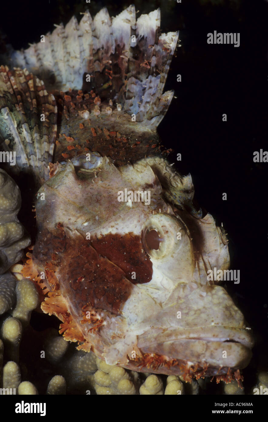 tassled scorpionfish, smallscale scorpionfish, flathead scorpionfish ...