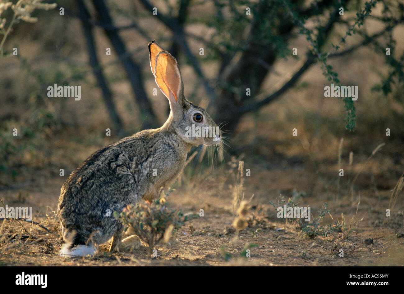 Cape hare ears hi-res stock photography and images - Alamy