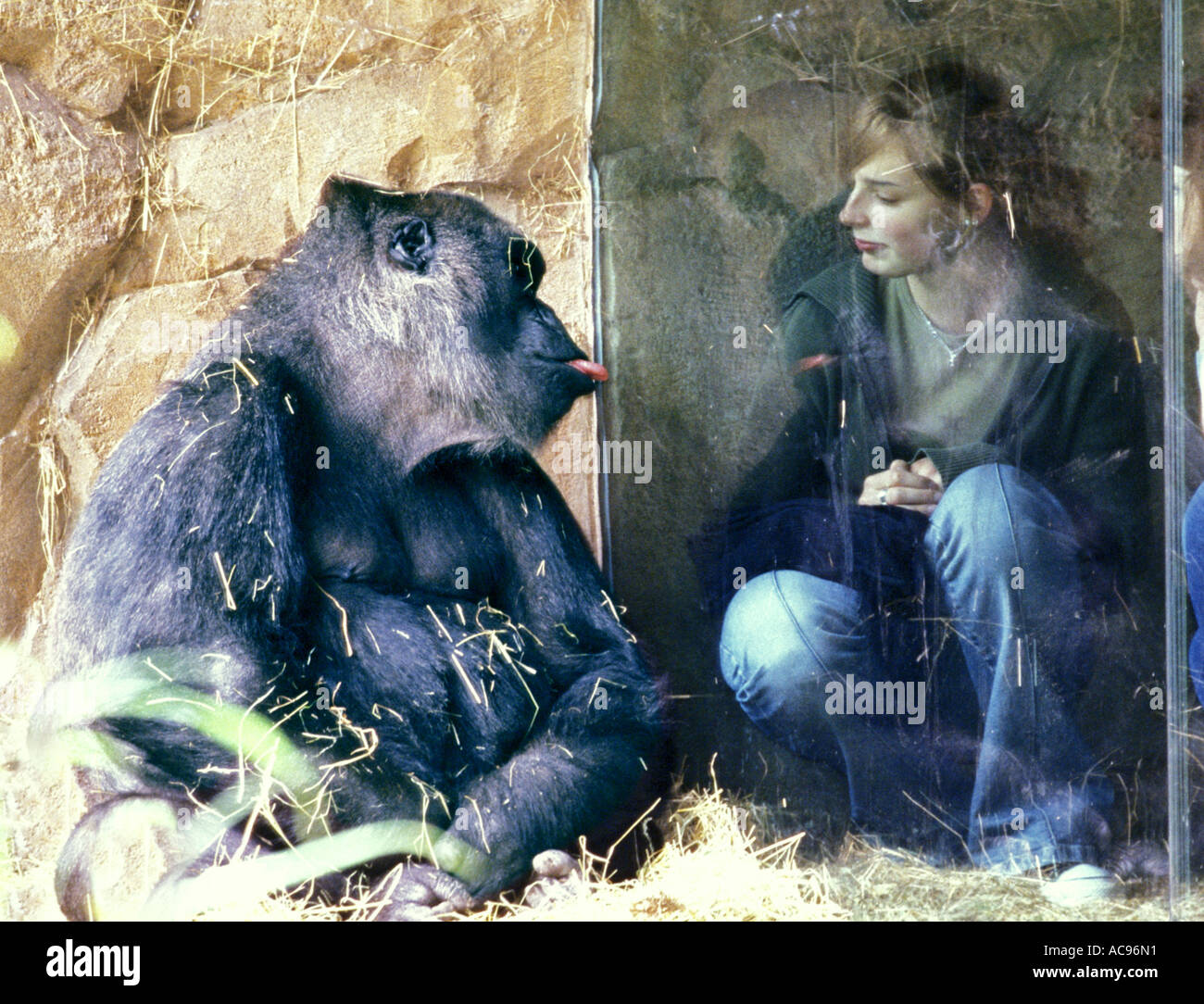Gorilla Enclosures High Resolution Stock Photography and Images - Alamy