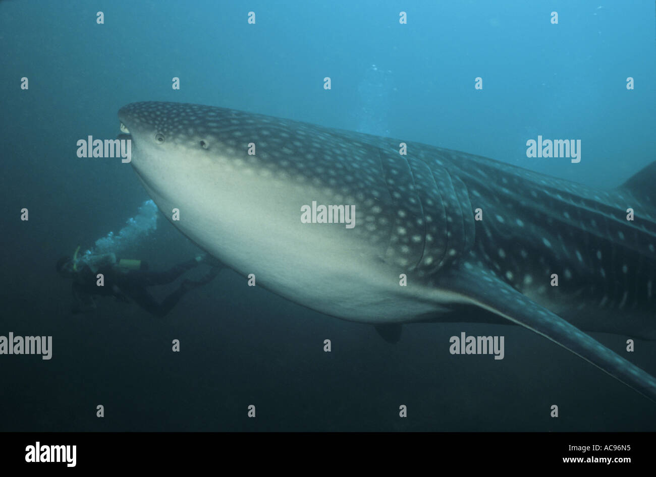 whale shark (Rhincodon typus), largest fish of the world, swimming with ...