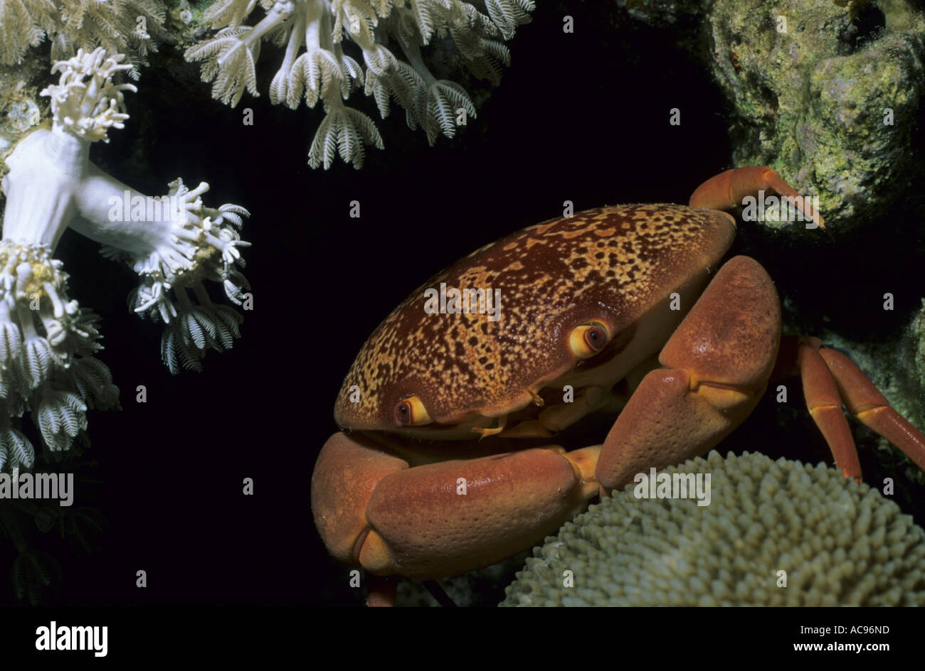 Red crab photos hi-res stock photography and images - Alamy