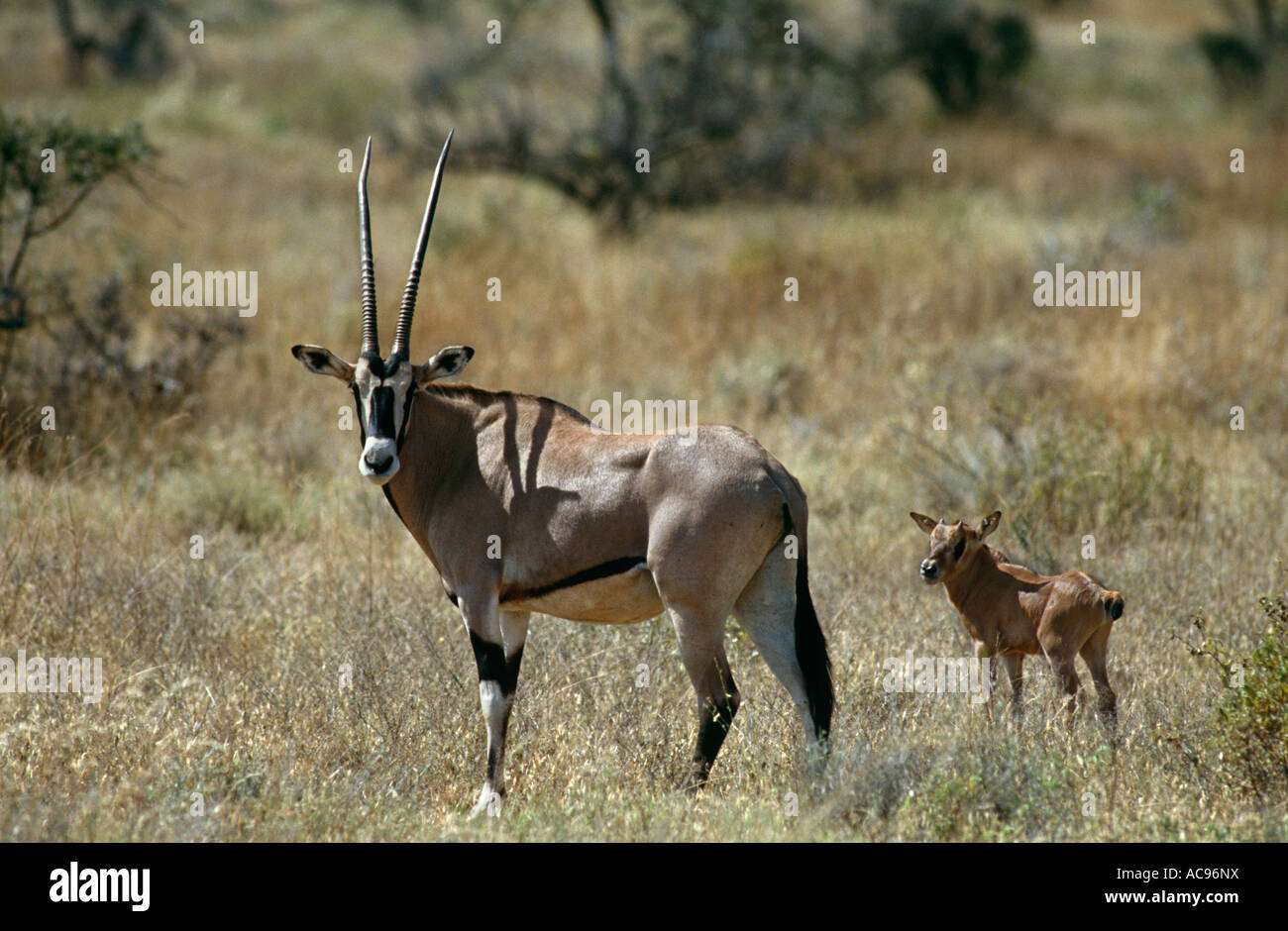 Gazella beisa hi-res stock photography and images - Alamy