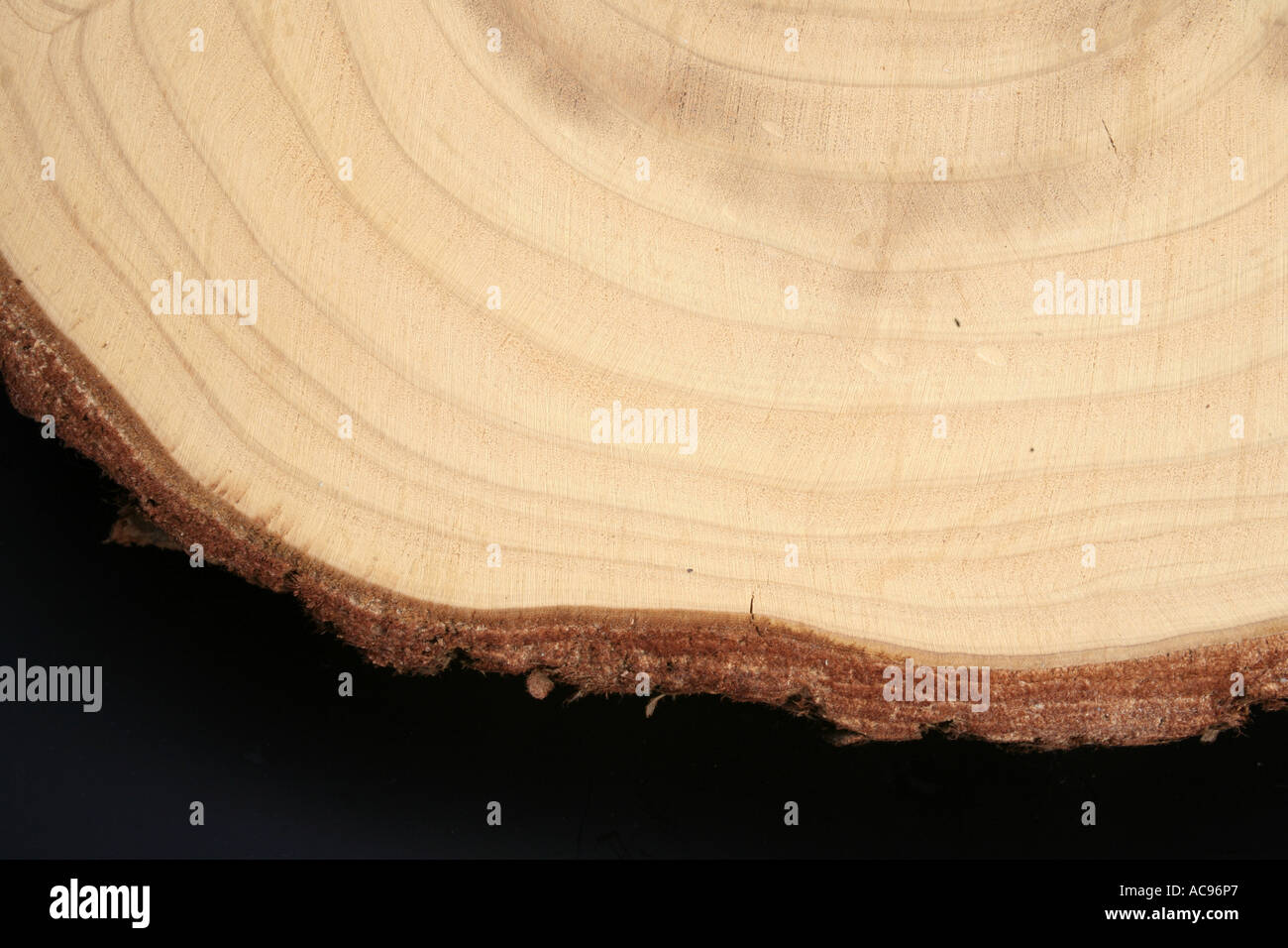 Giant sequoia tree rings hi-res stock photography and images - Alamy