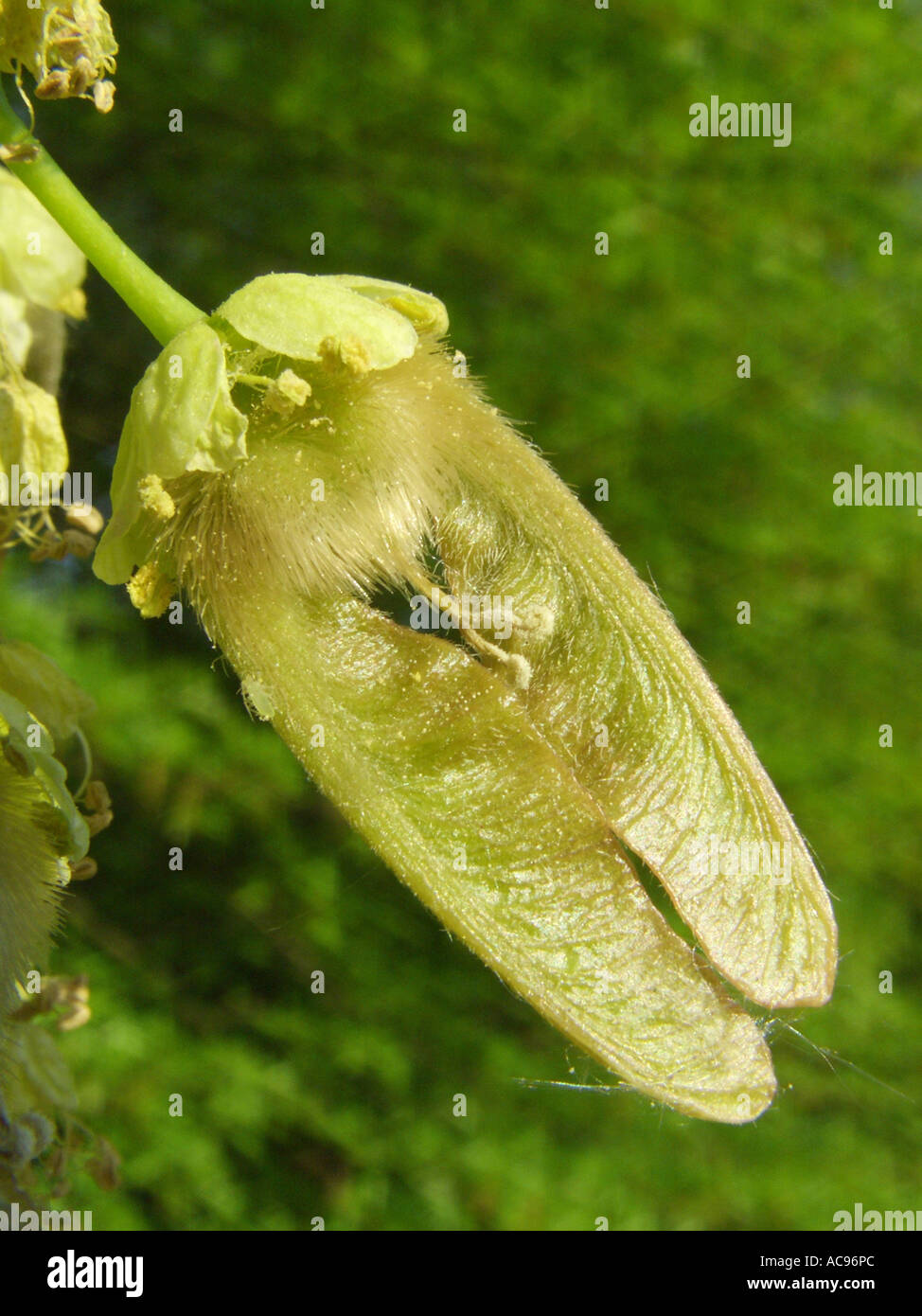bigleaf maple, Oregon maple, common maple (Acer macrophyllum), unripe ...