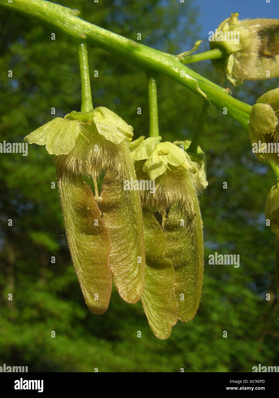 bigleaf maple, Oregon maple, common maple (Acer macrophyllum), unripe ...
