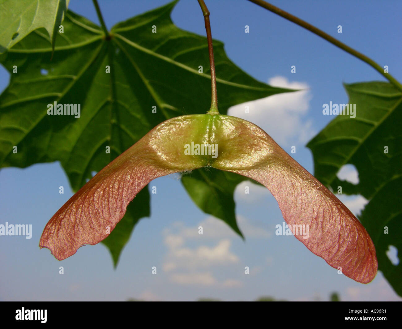 Norway maple (Acer platanoides), unripe fruit with leaf, samara ...
