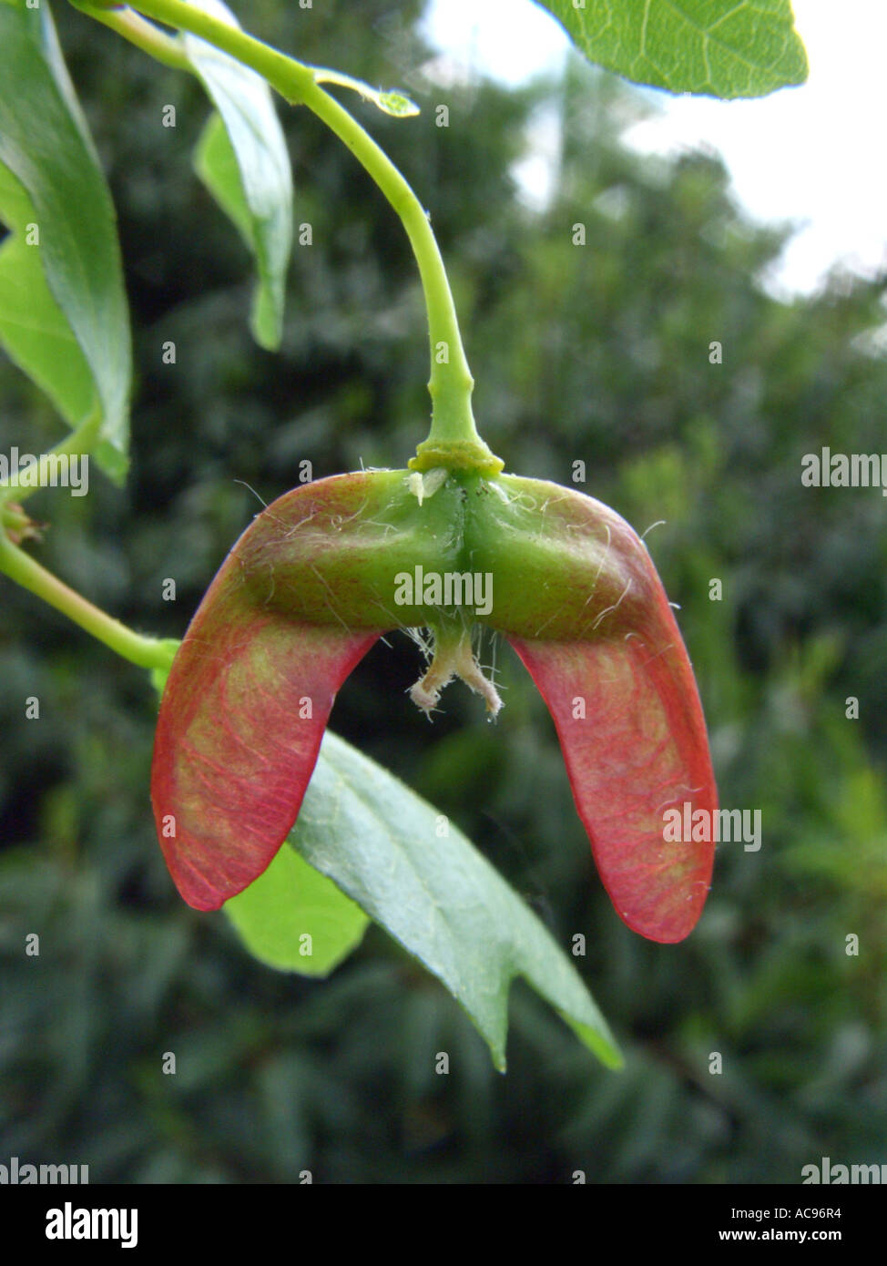 Fruit schizocarp hi-res stock photography and images - Alamy