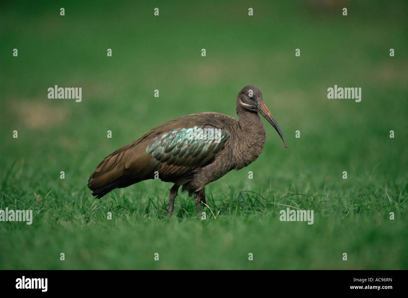 Hadada ibis Threskiornis aethiopicus Lake Naivasha Kenya Stock Photo ...