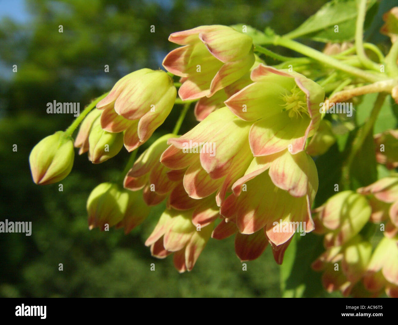 Redvein enkianthus enkianthus campanulatus hi-res stock photography and ...