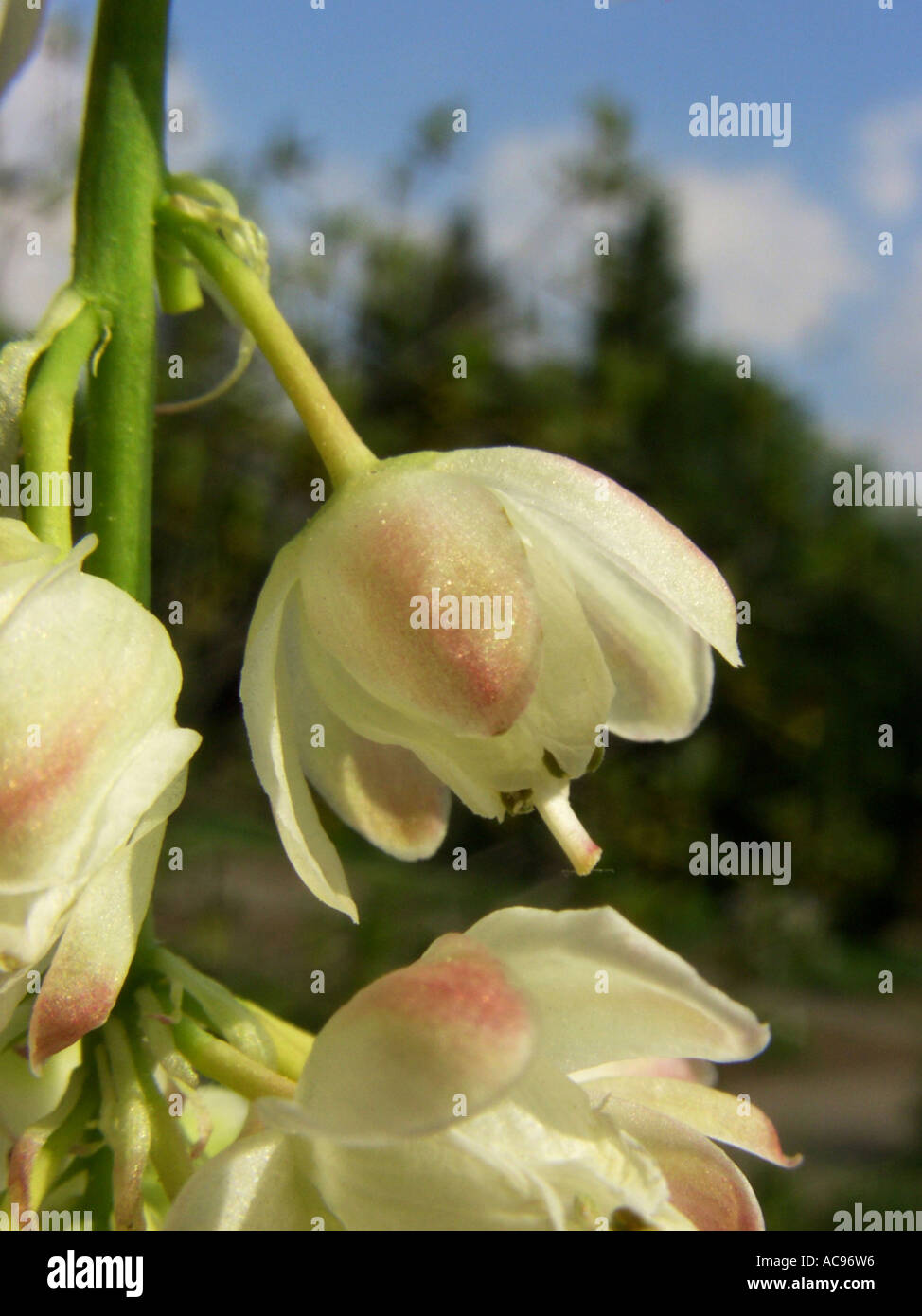 Bladdernut, European Bladdernut (Staphylea pinnata), flower Stock Photo ...