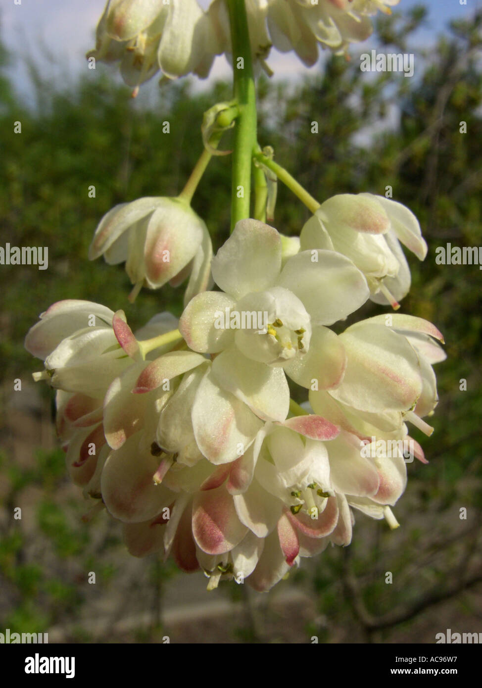 Bladdernut, European Bladdernut (Staphylea pinnata), inflorescence ...