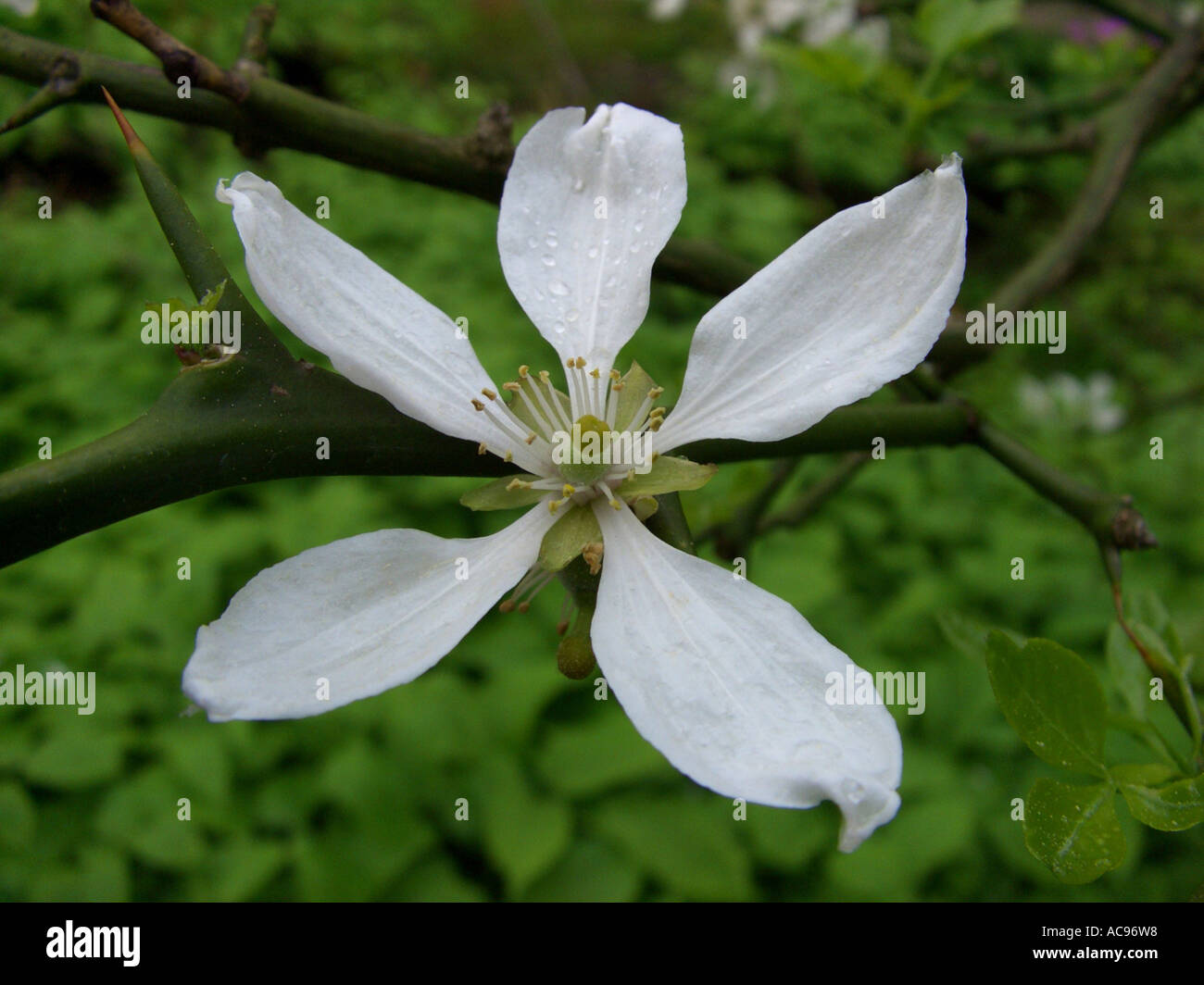 trifoliate orange (Poncirus trifoliata), flower Stock Photo - Alamy