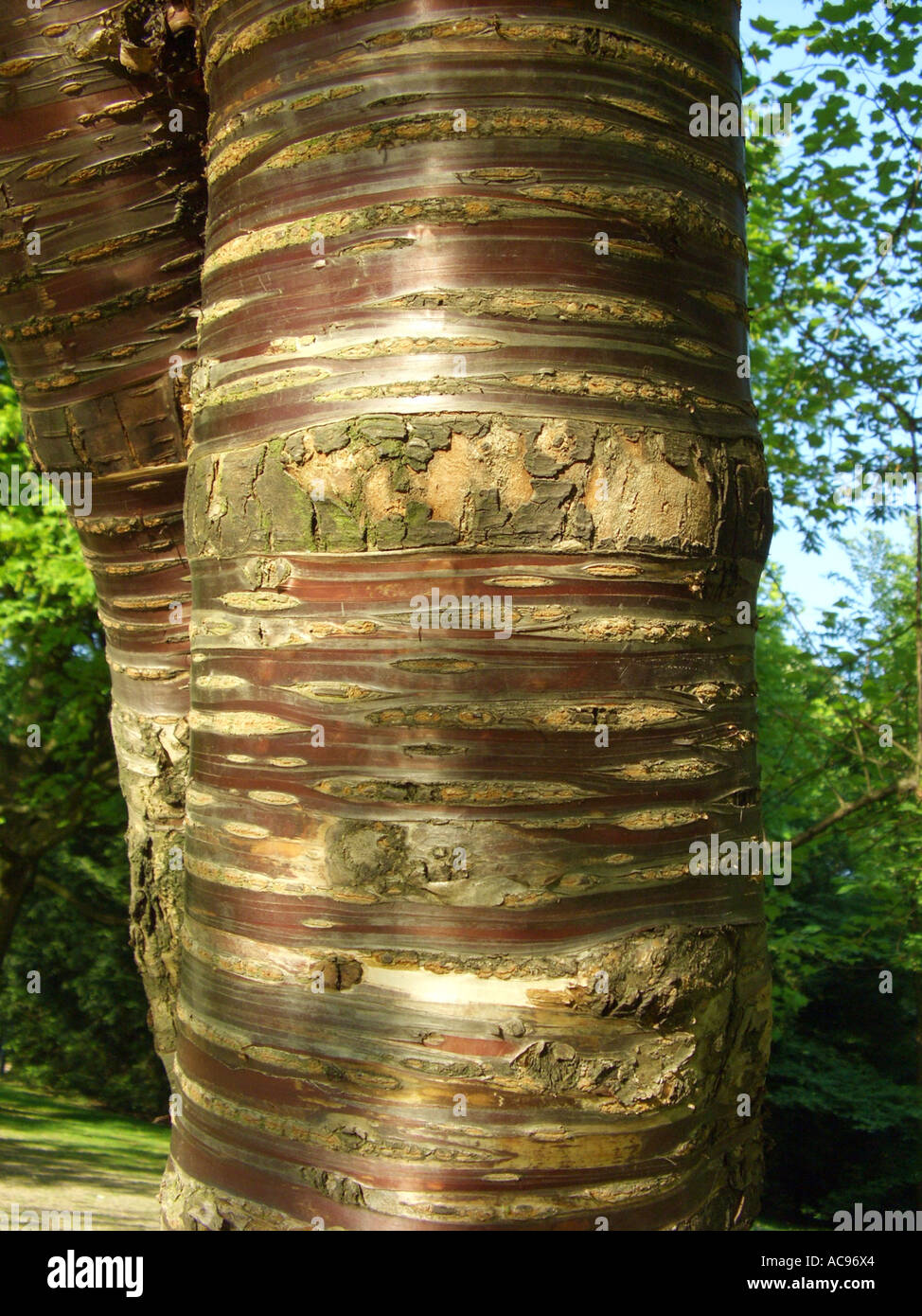 tibetan cherry, birch bark Cherry (Prunus serrula), stem Stock Photo ...