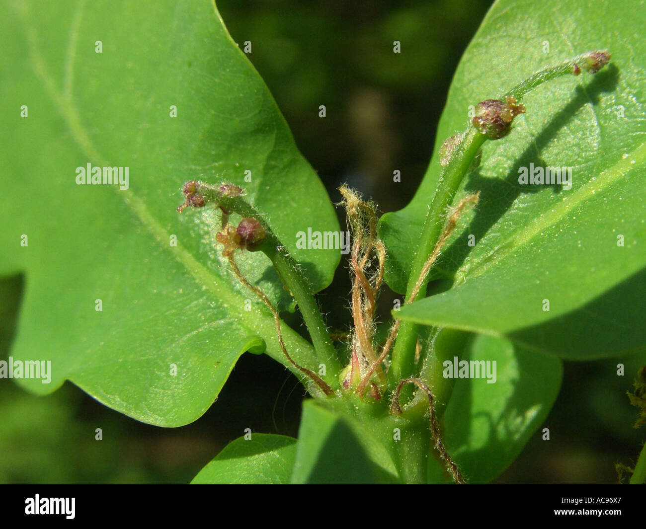 common oak, pedunculate oak, English oak (Quercus robur), female ...