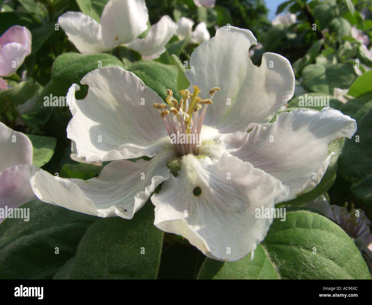 common quince (Cydonia oblonga), flower Stock Photo - Alamy
