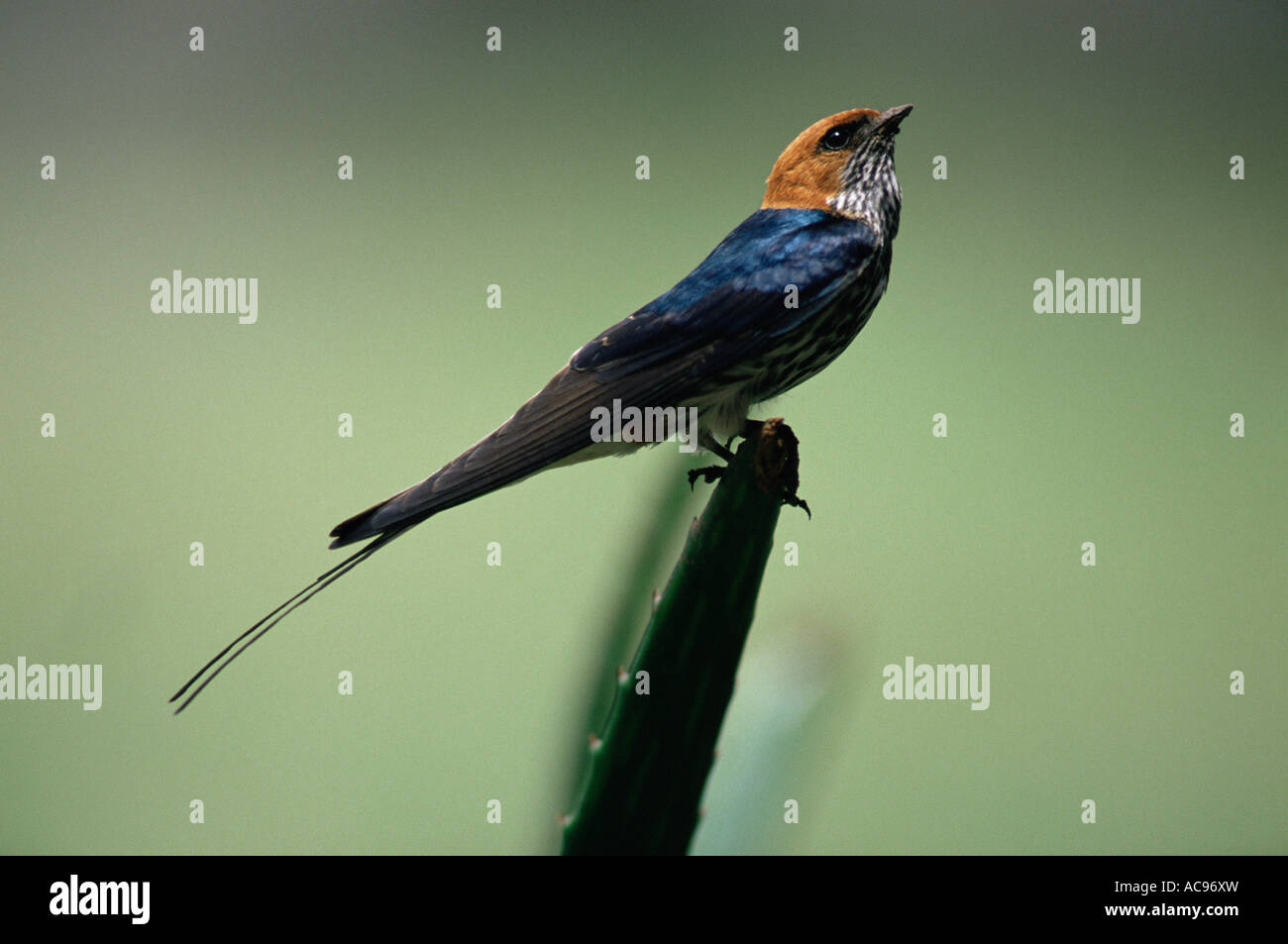 Lesser striped swallows hi-res stock photography and images - Alamy