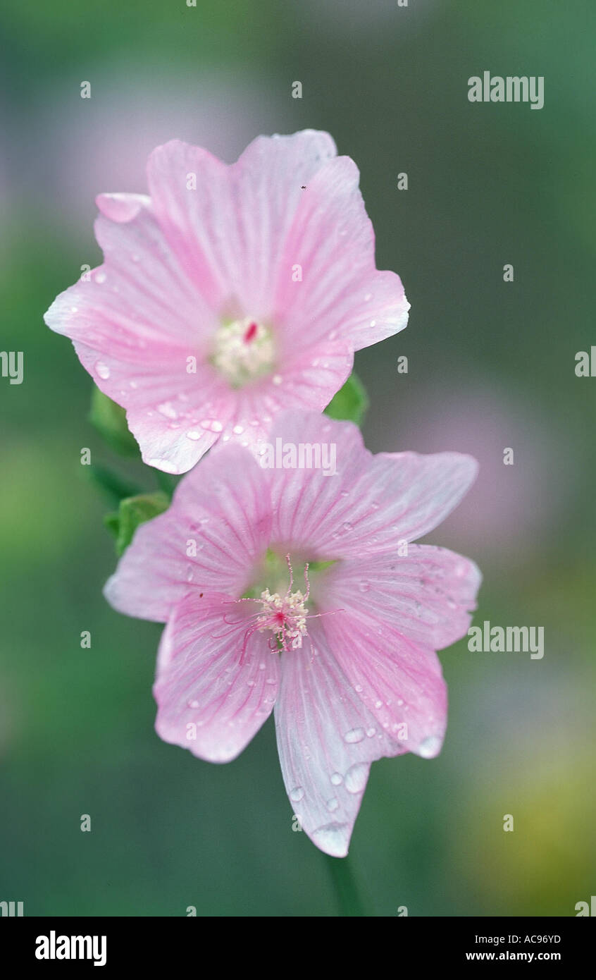 Musk cheeseweed malva moschata hi-res stock photography and images - Alamy