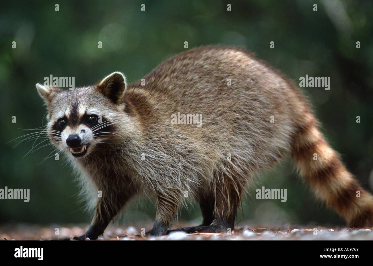 Raccoon Procyon lotor Everglades Florida Stock Photo - Alamy