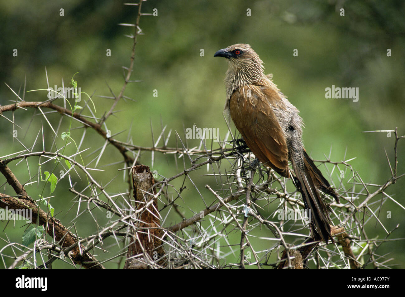 White browed coucal Centropus superciliosus Lake Nakuru Kenya Stock ...