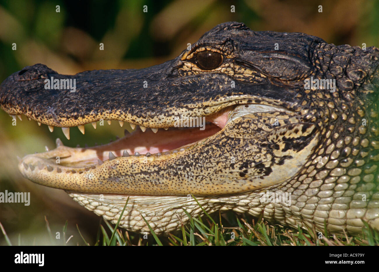 American alligator Alligator mississippiensis Everglades NP Florida USA ...