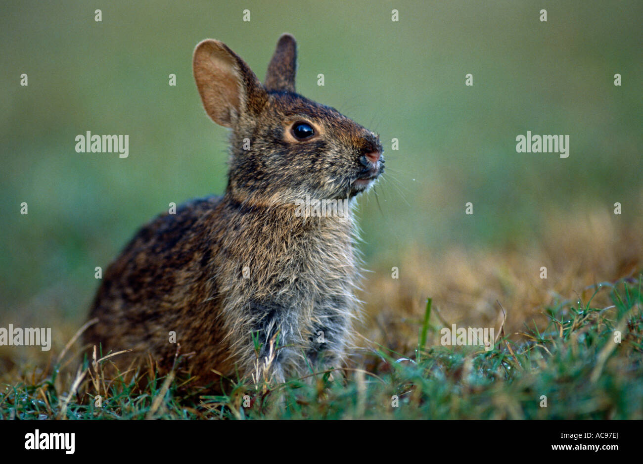 Marsh rabbit Sylvilagus palustris Florida USA Stock Photo - Alamy