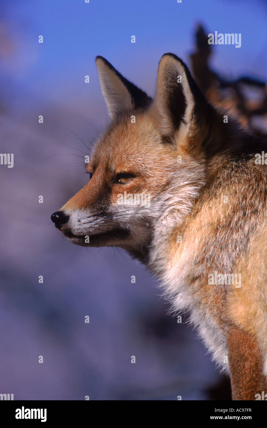 AO Red fox portrait Spain Vulpes vulpes C Stock Photo - Alamy