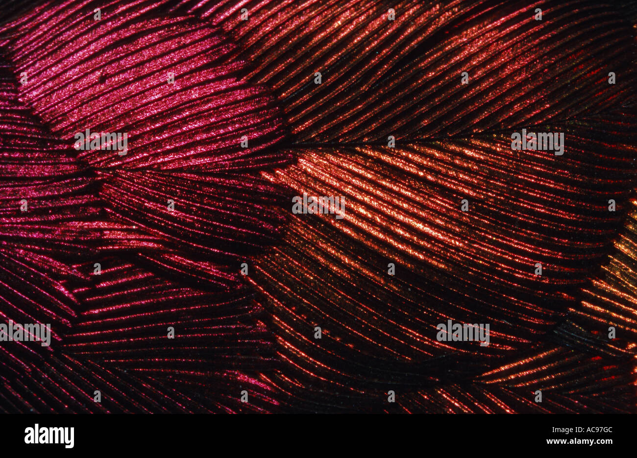 Red tailed comet hi-res stock photography and images - Alamy