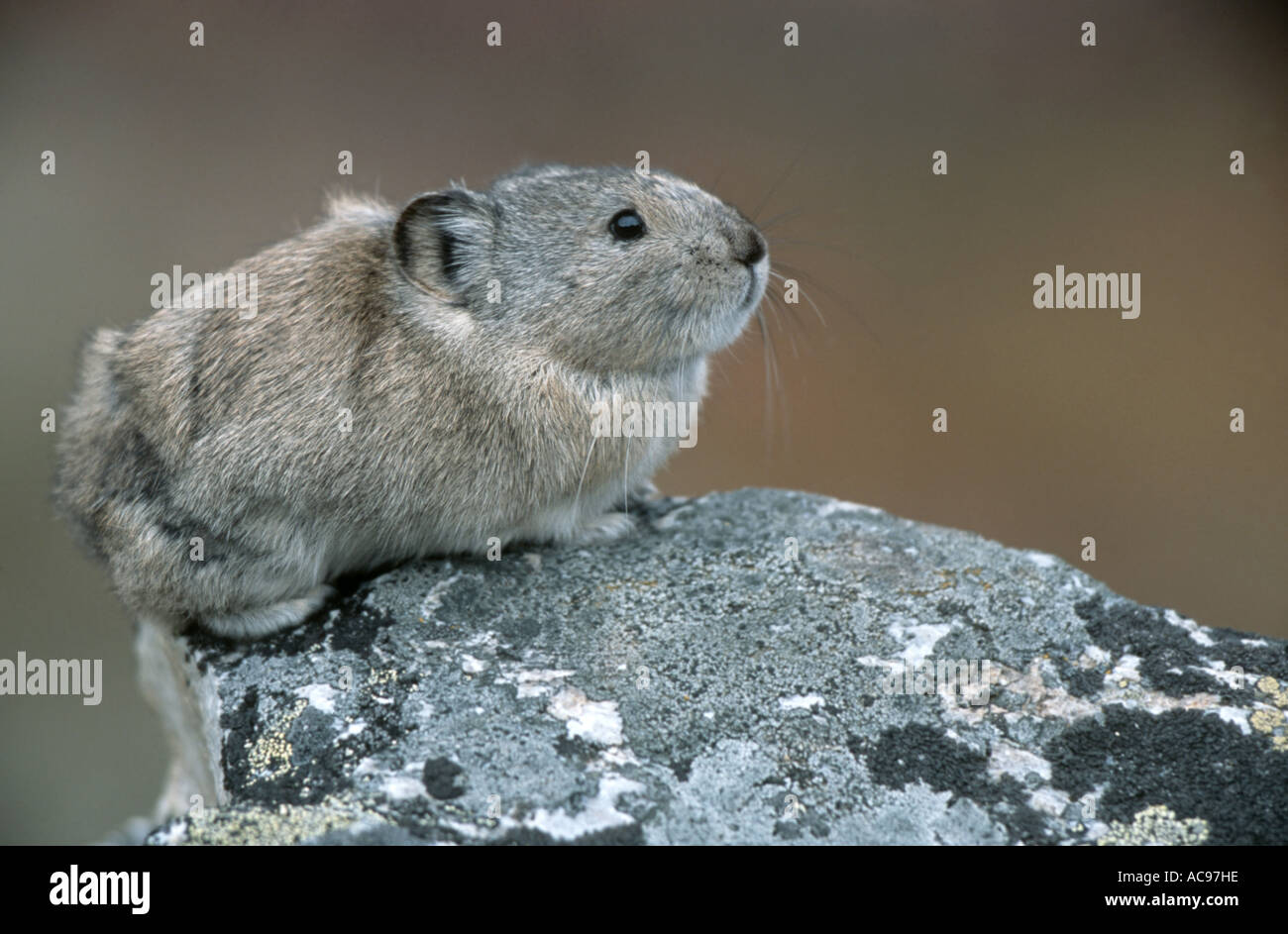Collared Pika (Ochotona collaris), sitting on security point, watchful ...