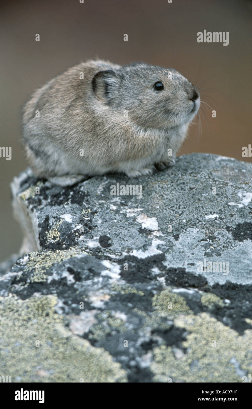 Collared Pika (Ochotona collaris), sitting on security point, watchful ...