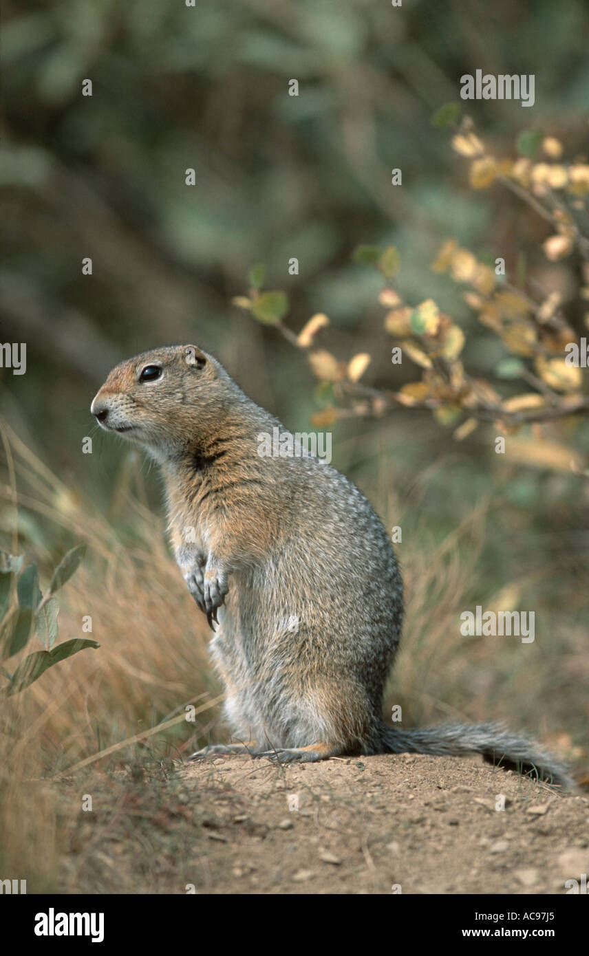 Arctic Ground Squirrel, Parka Squirrel (Citellus undulatus Stock Photo ...