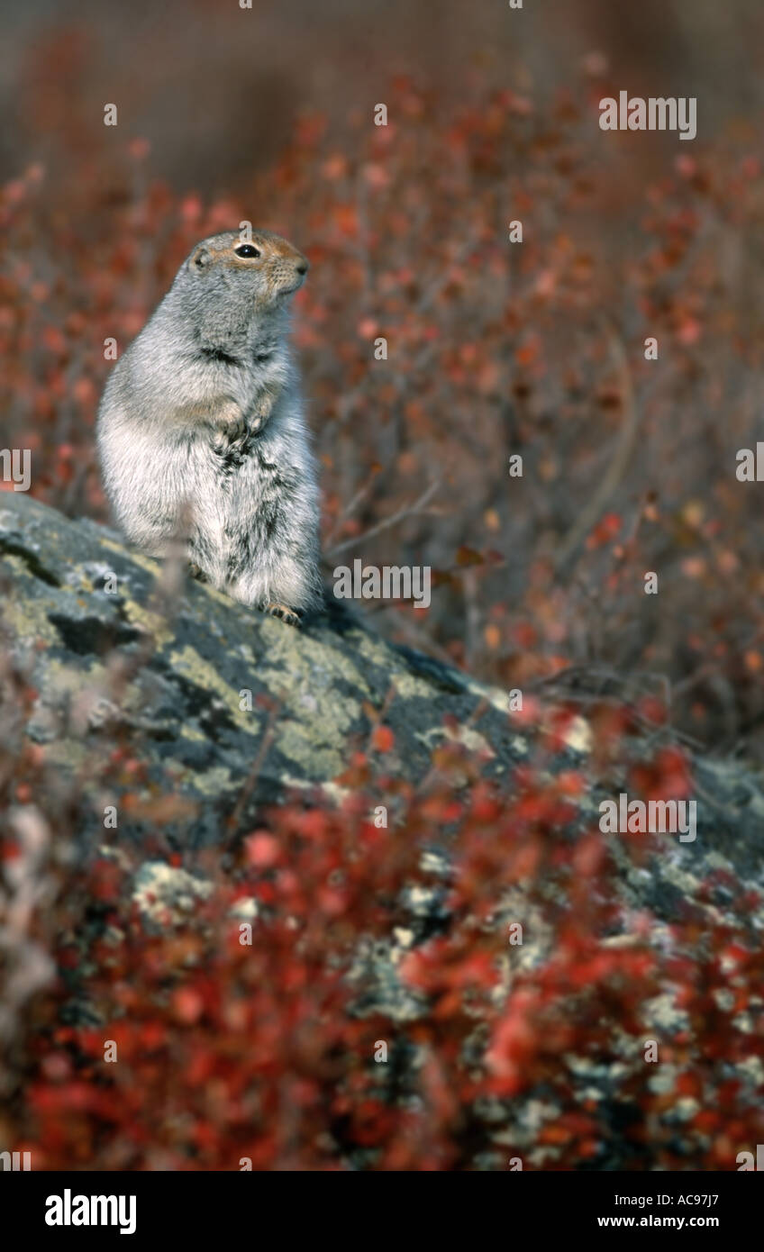 Arctic Ground Squirrel, Parka Squirrel (Citellus undulatus ...