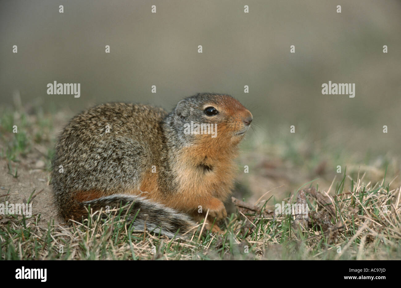 Columbian Ground Squirrel (Citellus columbianus), portrait of a single ...